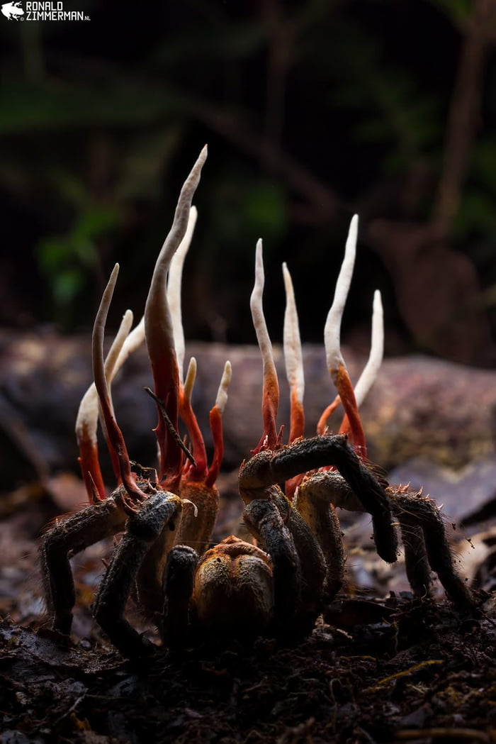 Tarantula killed by parasitic fungi in the rainforest near the ...