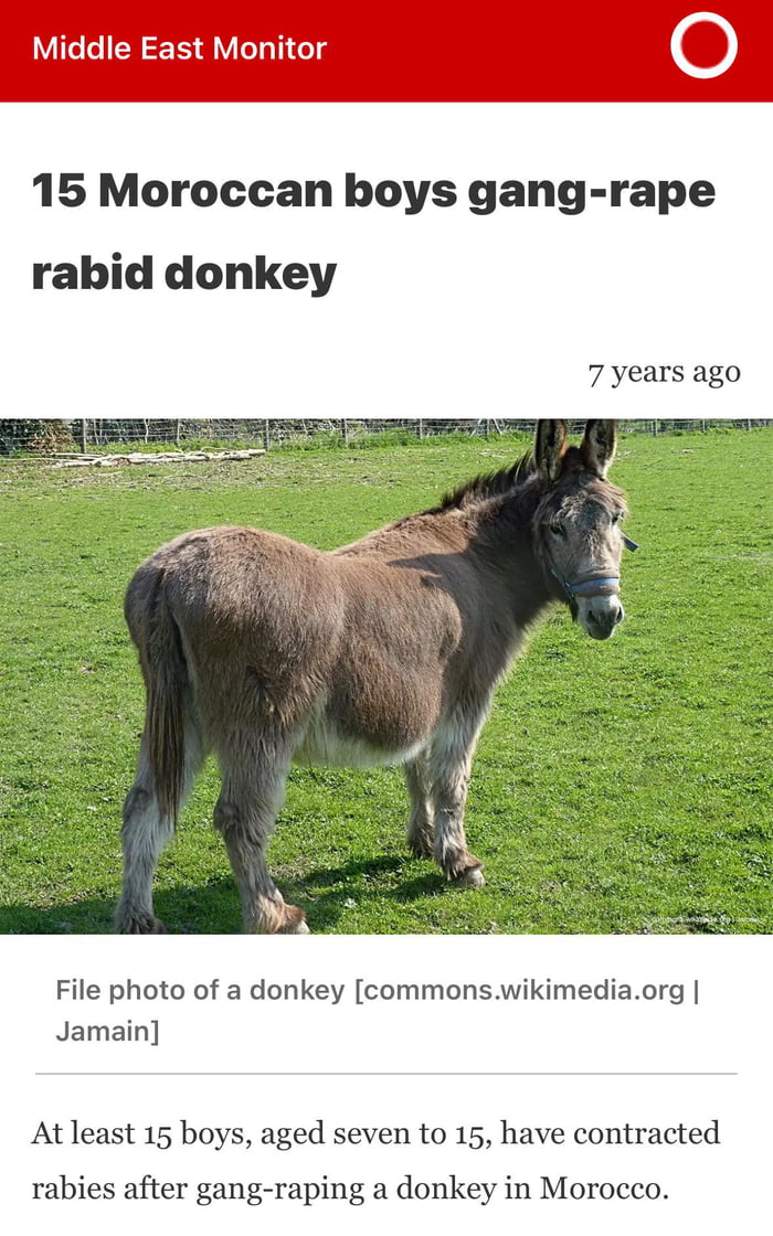 Poor donkey - 9GAG