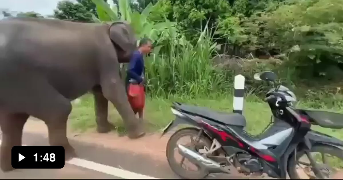 The baby elephant refuses to let the man who raised him leave - 9GAG