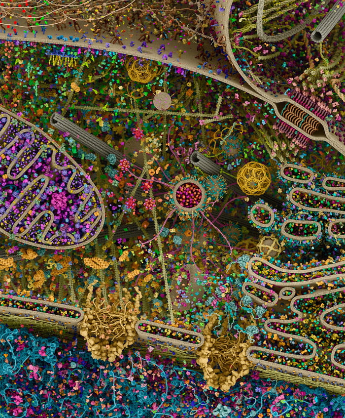 The most detailed image of a human cell to date. Obtained with ...