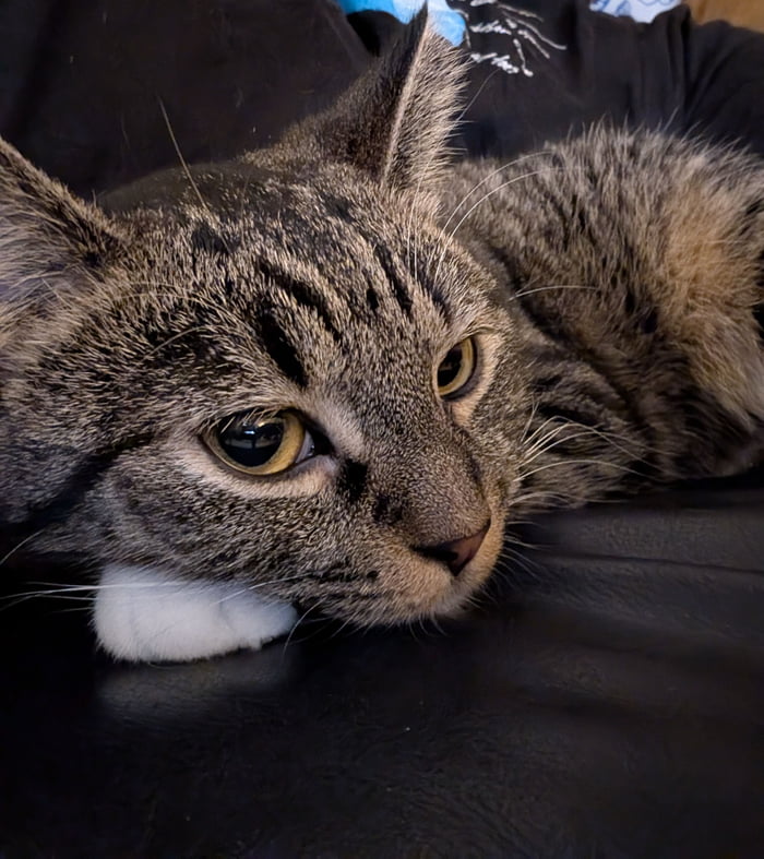 Katten, cicia,gato,cat ....nam nam. - 9GAG