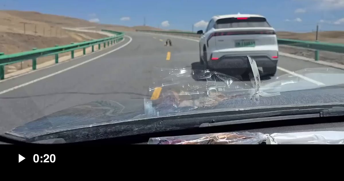 Groundhogs Spotted Fighting on Highway, Causing Traffic Jam - 9GAG