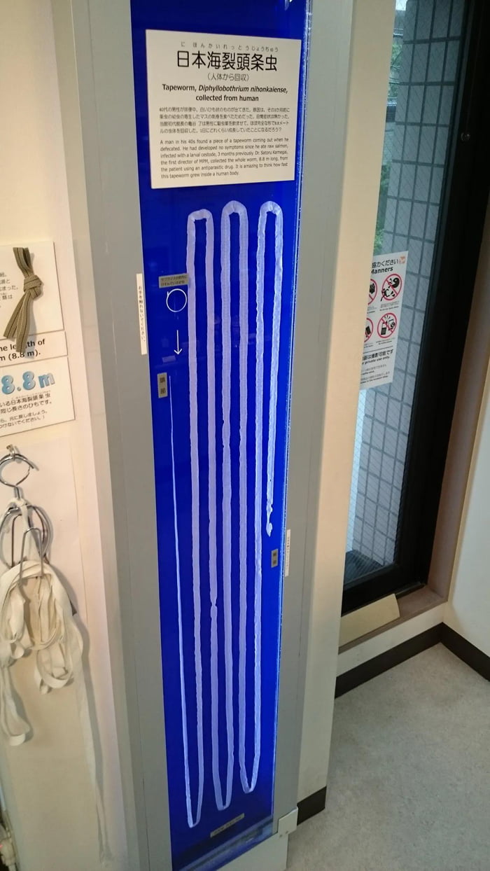 World's longest tapeworm - 8,8 metres / 28.9 ft. - is displayed in ...