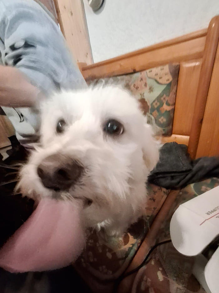 Silly schloping dog - 9GAG