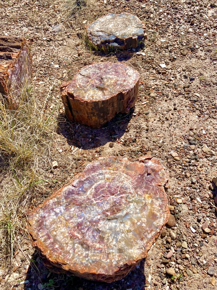 The way these petrified log sections naturally separated - 9GAG