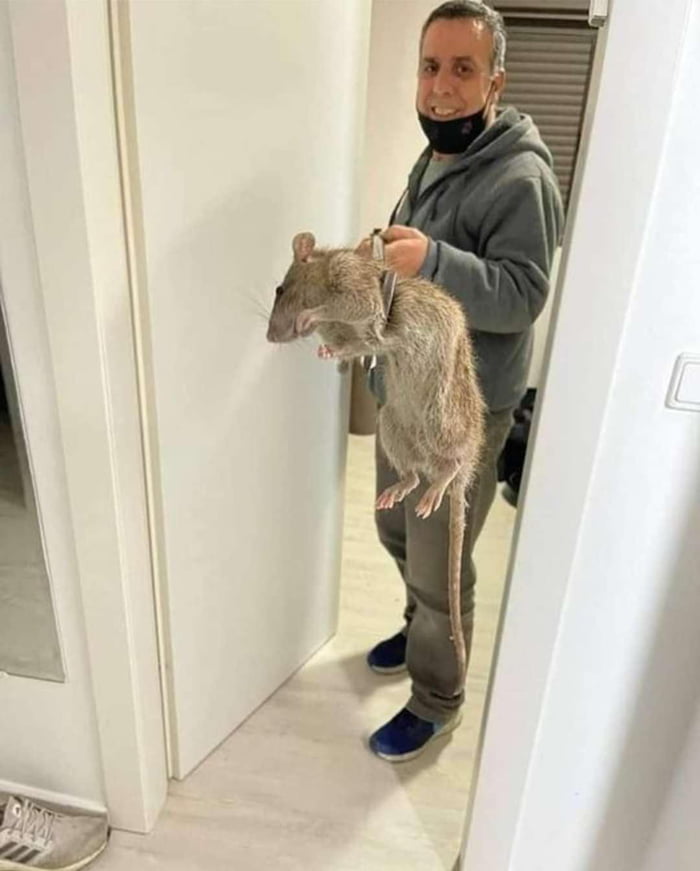 Of a rat - 9GAG