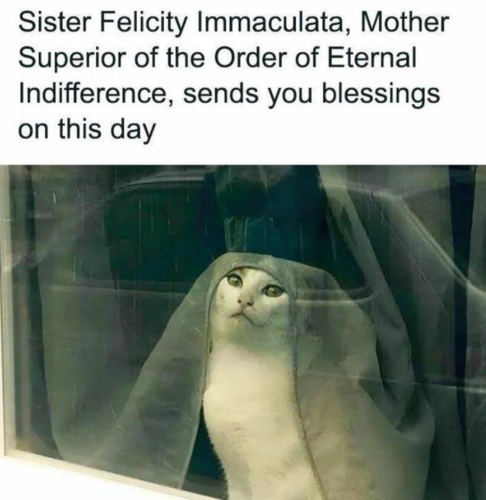 Nun kitty in the Covent of the Cat - 9GAG