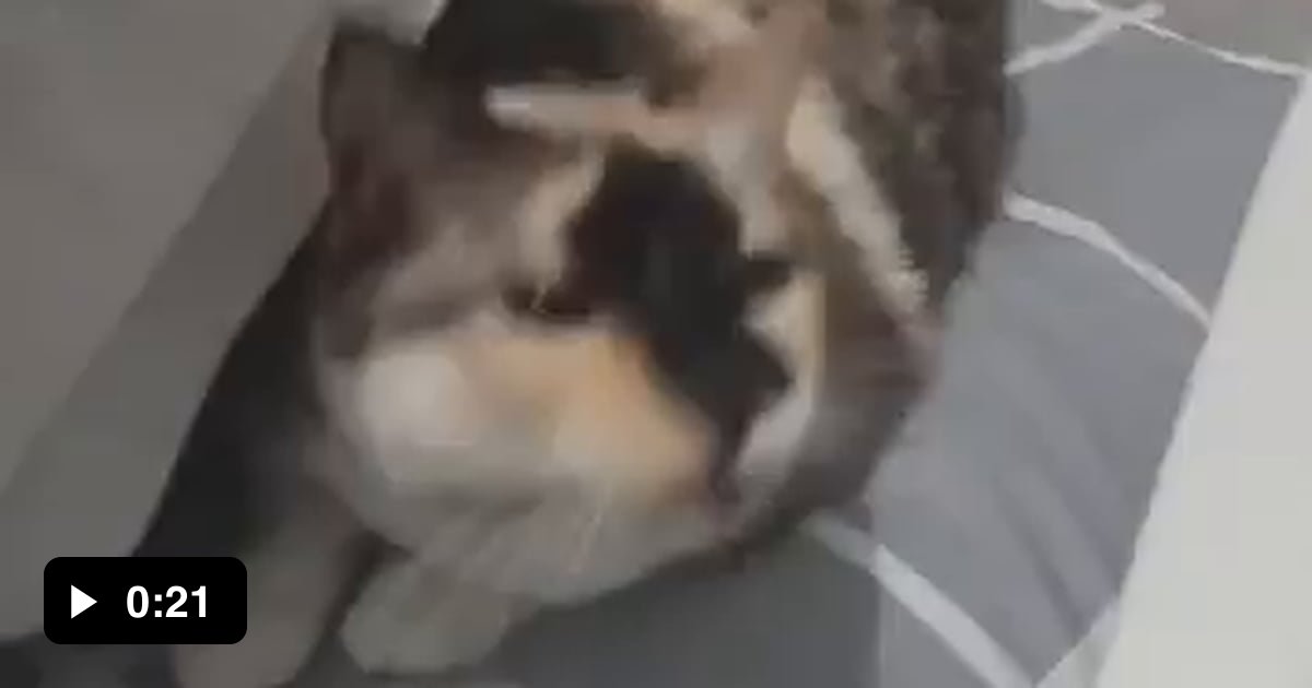 Actually the best creature - 9GAG