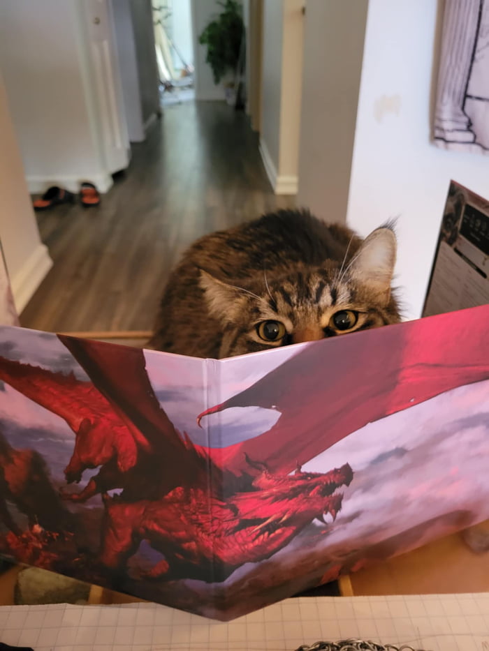 "You discover an empty cat bowl. Roll for initiative" - 9GAG