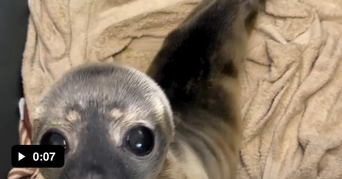 Sea dog puppy - 9GAG