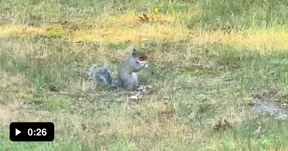 Squirrel tripping - 9GAG