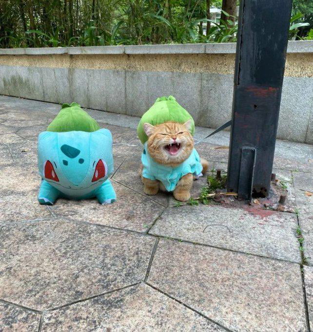 Angry Bulbasaur - 9GAG