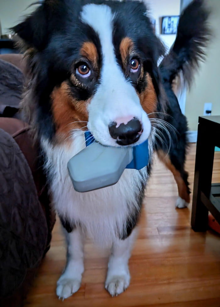 Well, Barkbox sent him a sword and now he's chasing me with it. Just ...