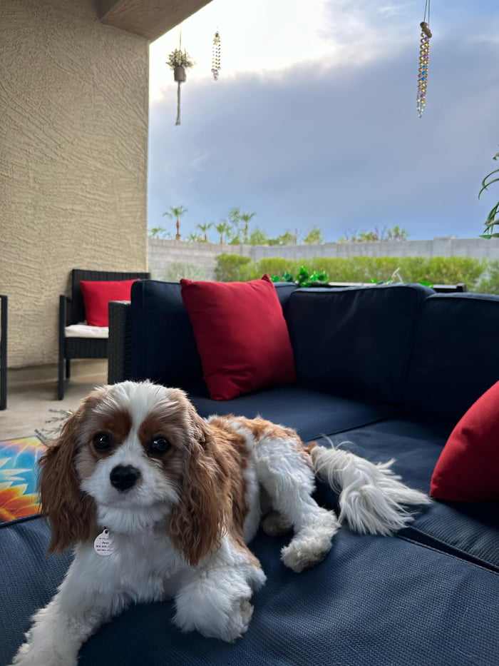 Aayla enjoying her new seat out back :) - 9GAG