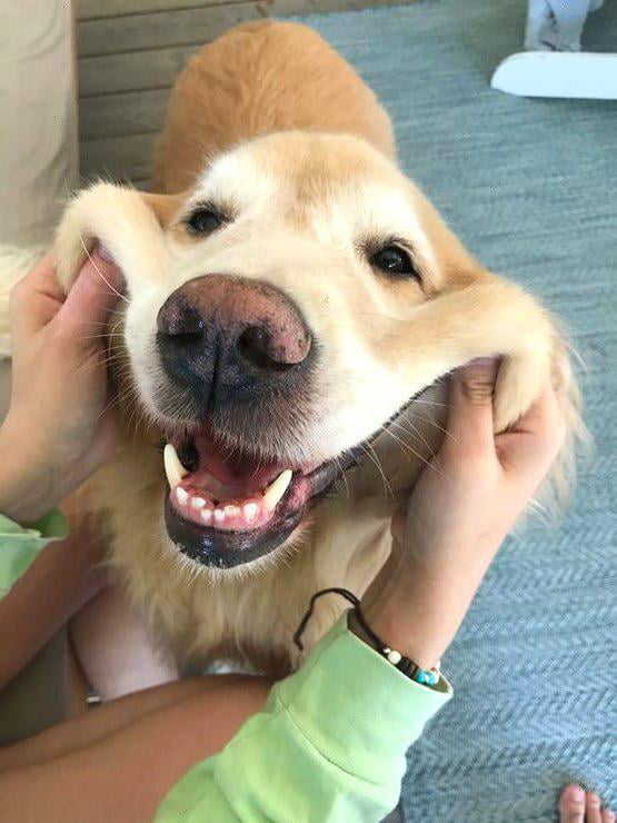 Puppy... with squishy cheeks - 9GAG