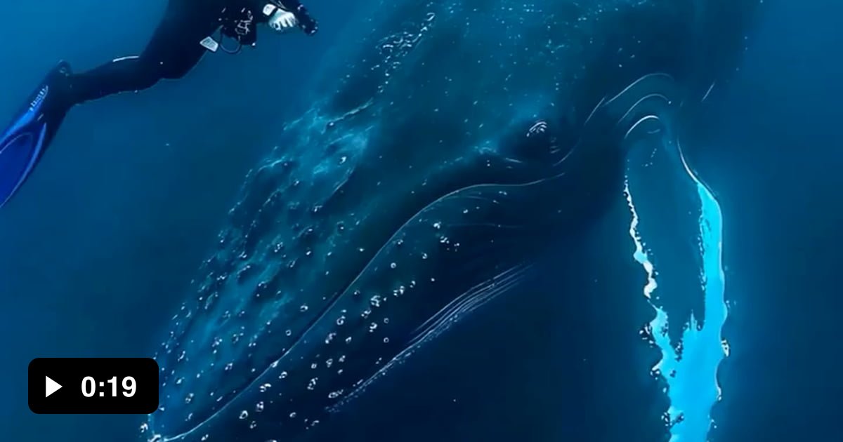 Diving into the deep blue, face to face with giants of the ocean. - 9GAG