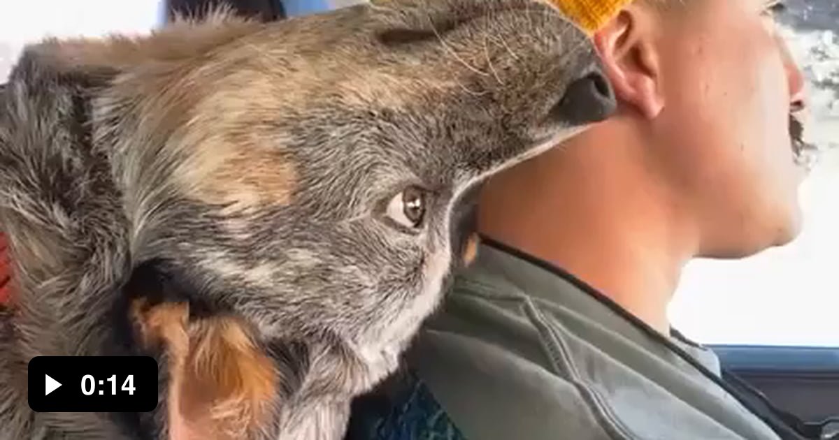 Good boy must be an Aussie - 9GAG