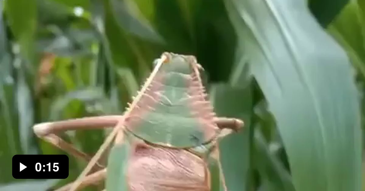 "Oh hey a semi automatic...bug???!!!!" - 9GAG