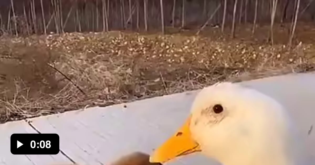 Now fly, Martin - 9GAG