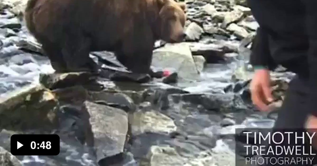 Insane footage captures Timothy Treadwell filming just inches away from a bear known as "Cracker ...