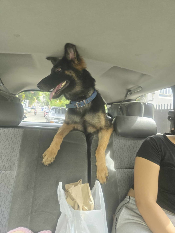 Dingus loves her first car ride! - 9GAG