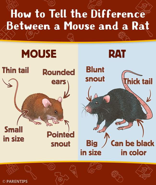Mouse and Rat - 9GAG