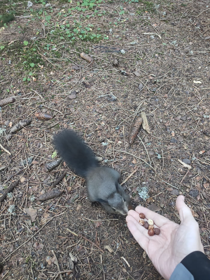 We do squirrel now? - 9GAG
