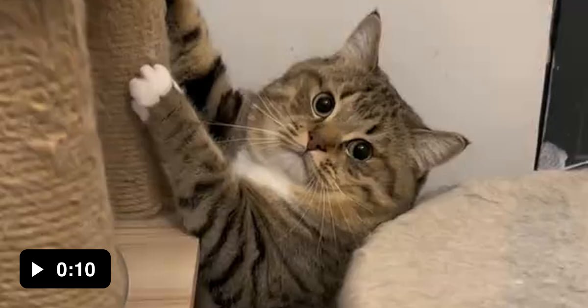 The slow head turn - 9GAG