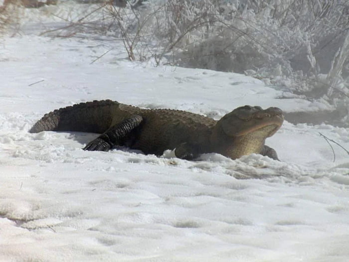 Snow Covered Crocodile in Florida Sanctuary - 9GAG