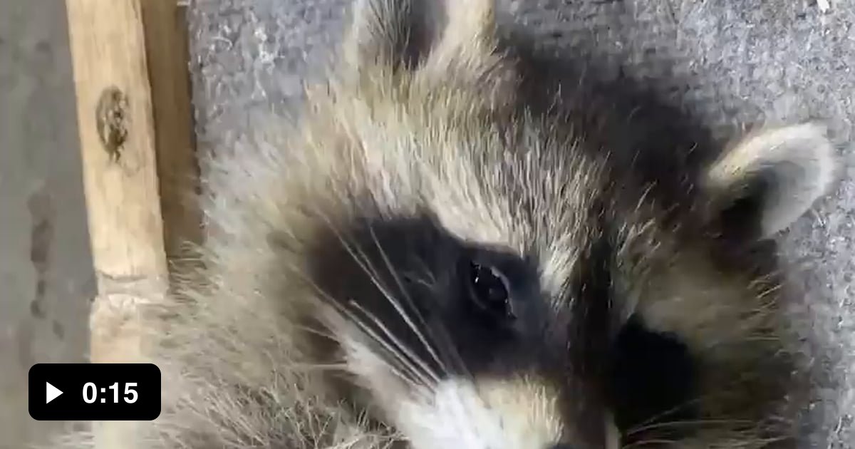 Raccoon belly rubs. - 9GAG