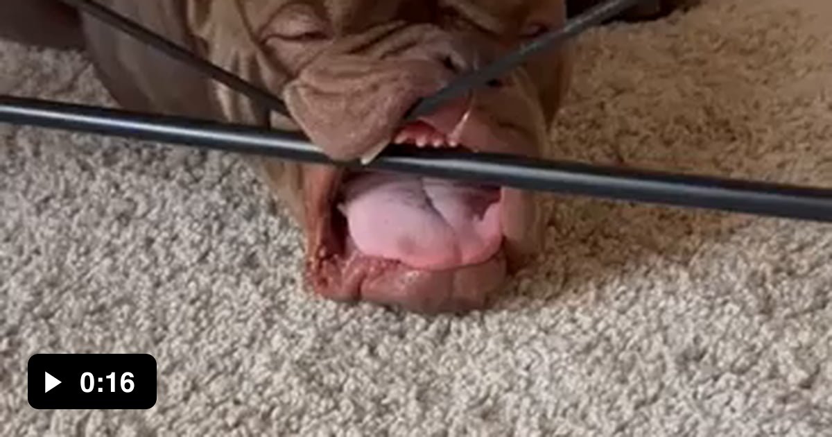 Is Tank derpy enough? - 9GAG