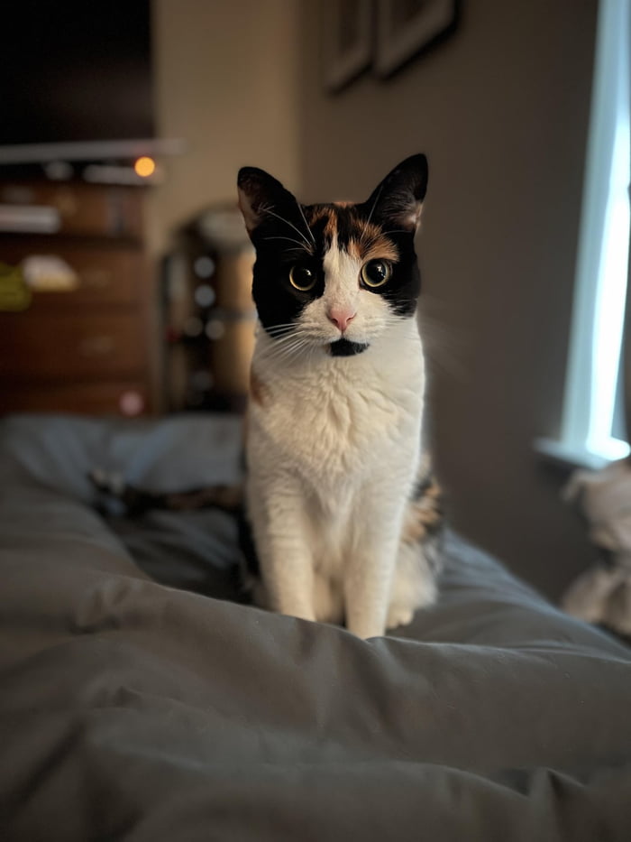 I'm biased, but I think I have the most beautiful cat. Let's see all ...