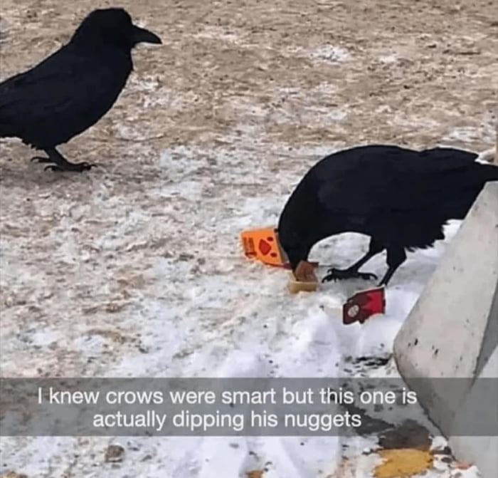 Crows are smart - 9GAG