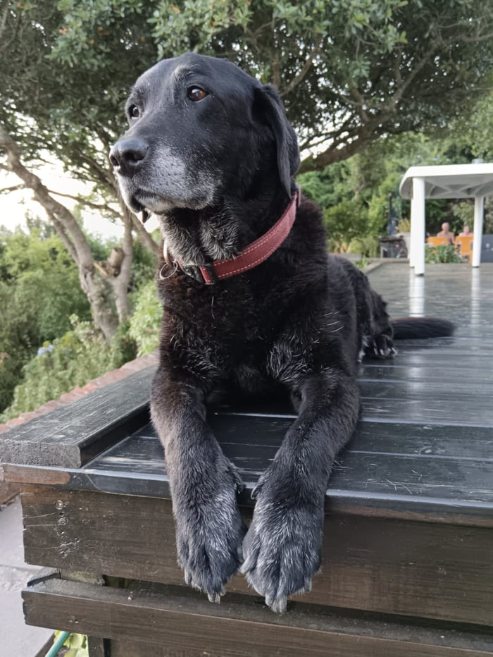 This is Nelly, she's getting old but she's still gorgeous - 9GAG