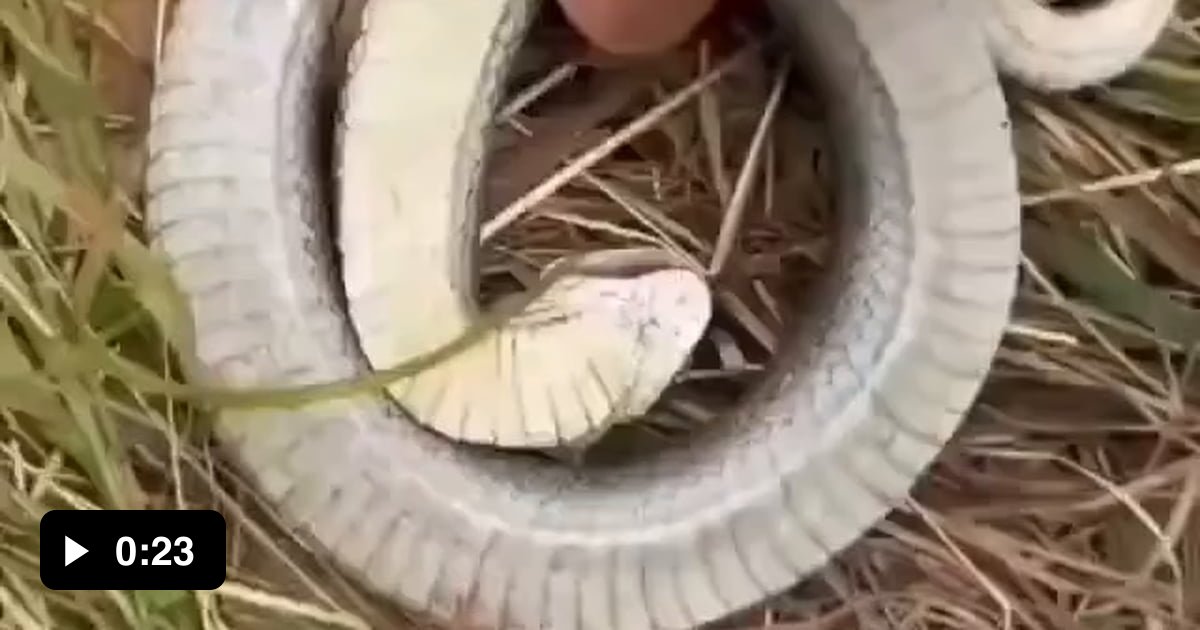 Snake, snaaaaaake... - 9GAG