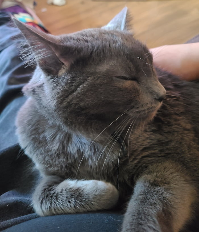 Cat is beautiful - 9GAG