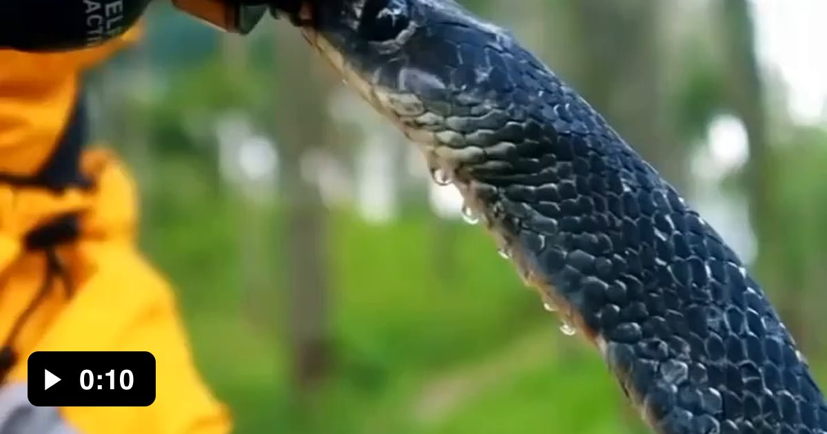 Man giving water to a snake - 9GAG