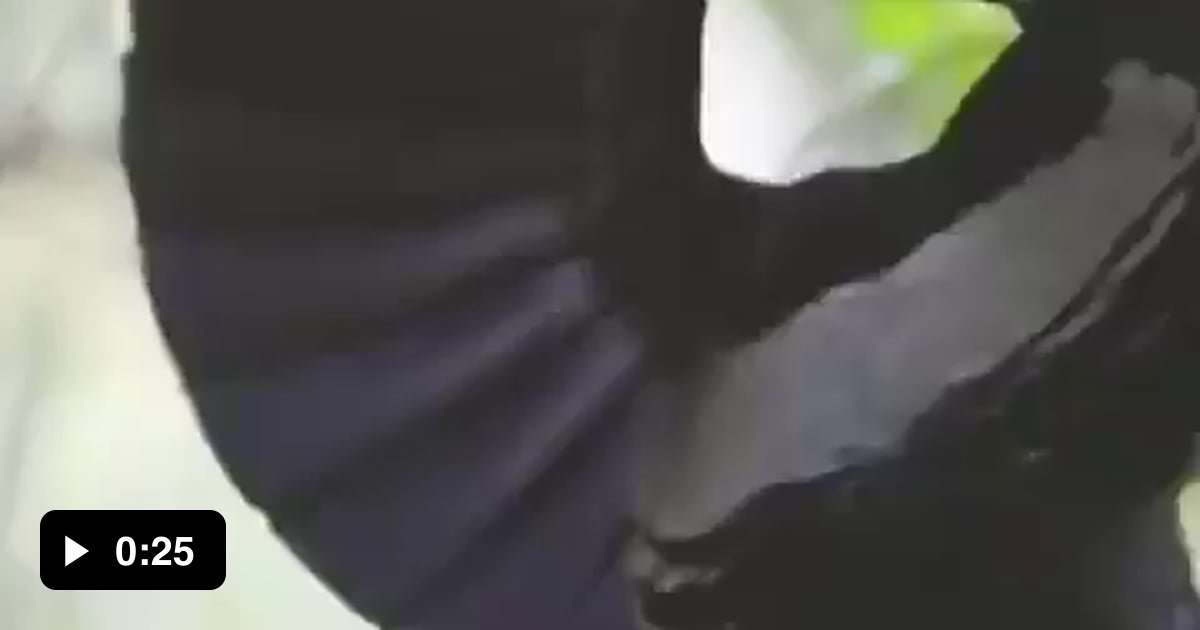 This male Victoria Rifle Bird trying to impress a female with his mating dance. - 9GAG