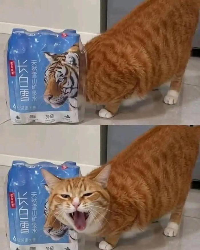 My cat's inner tiger just dropped - 9GAG