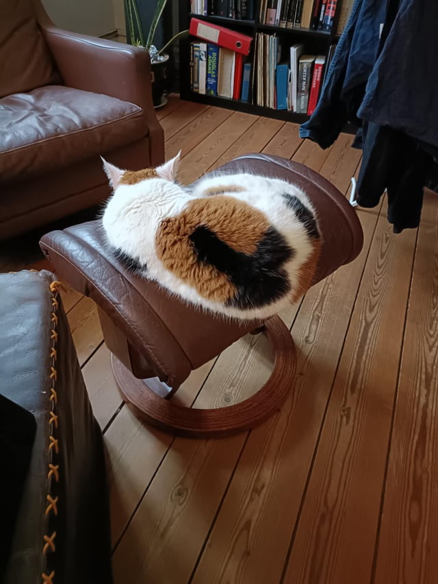 Any ideas for a good name for my cat? - 9GAG