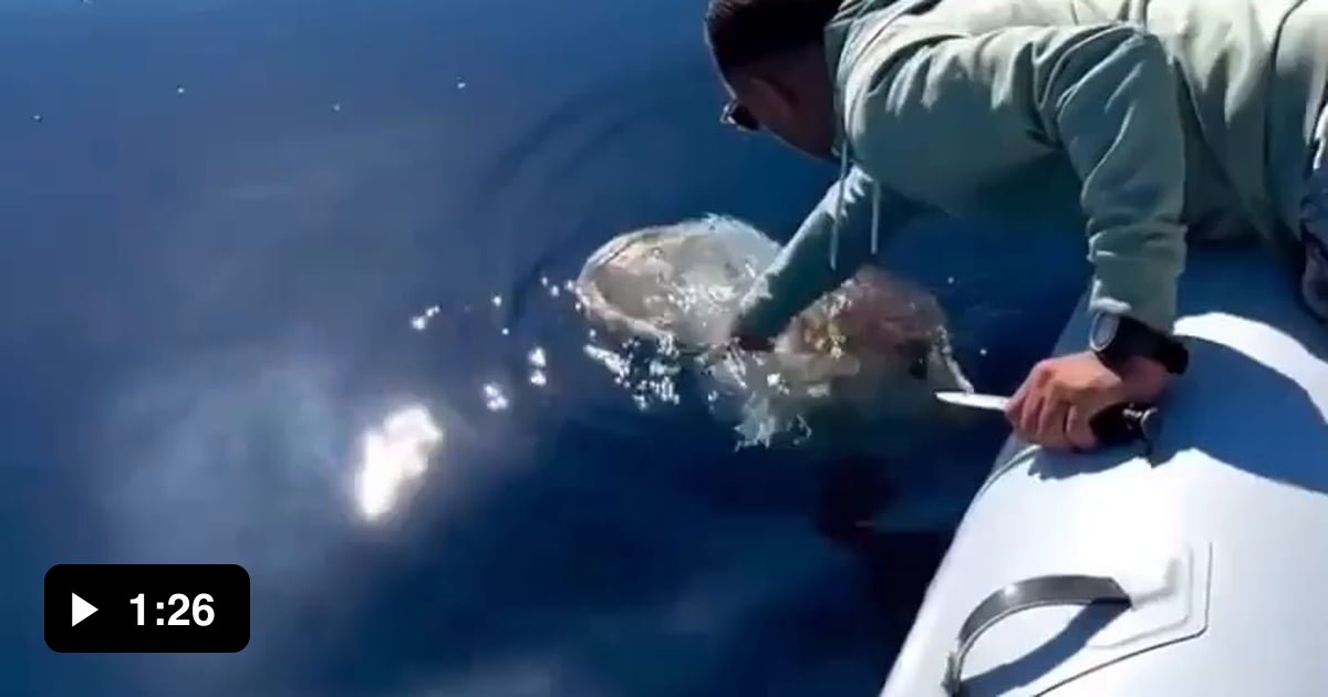 Good man helping a turtle in need. - 9GAG