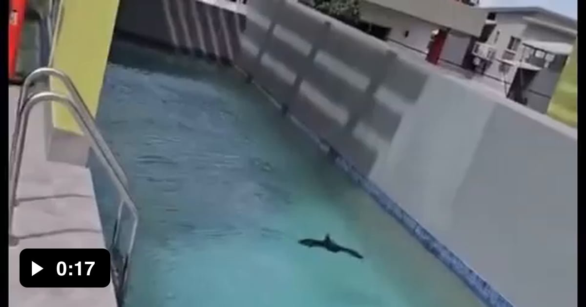 Bat swimming in Australia and it's winging it - 9GAG