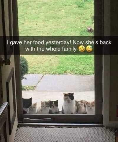 "Instant cat family. 😂" - 9GAG