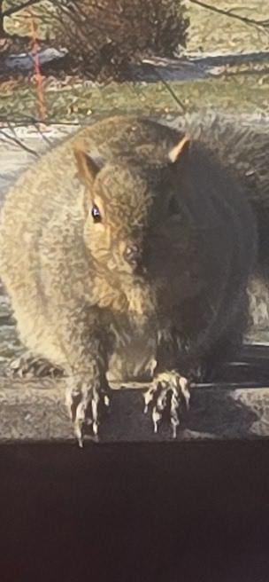 Of a squirrel - 9GAG