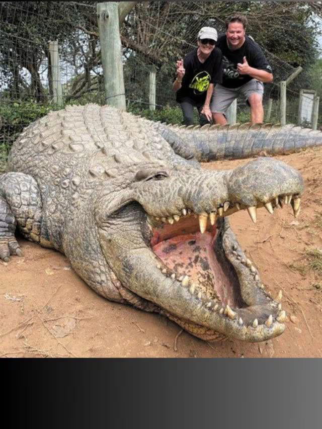 Of a crocodile - 9GAG