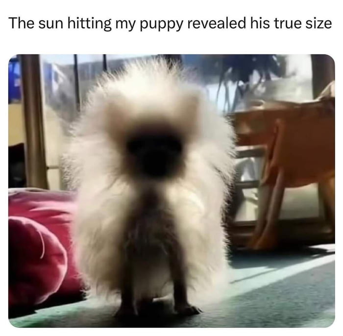 Floof - 9GAG