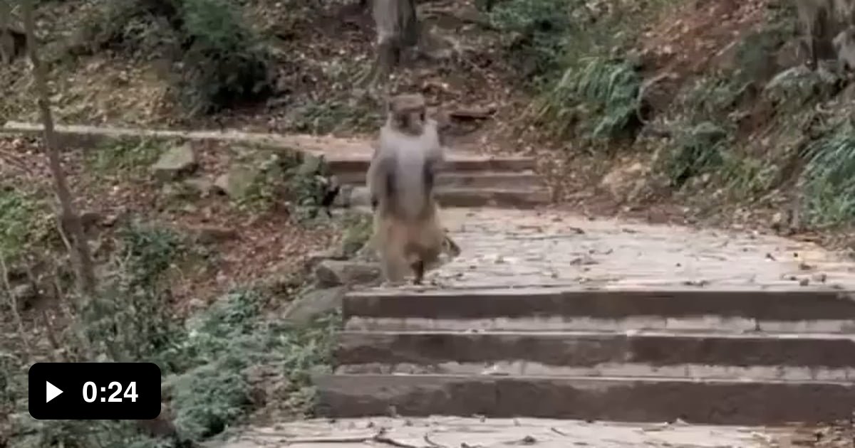 Monkey adapted to walk like humans after losing his front limbs - 9GAG