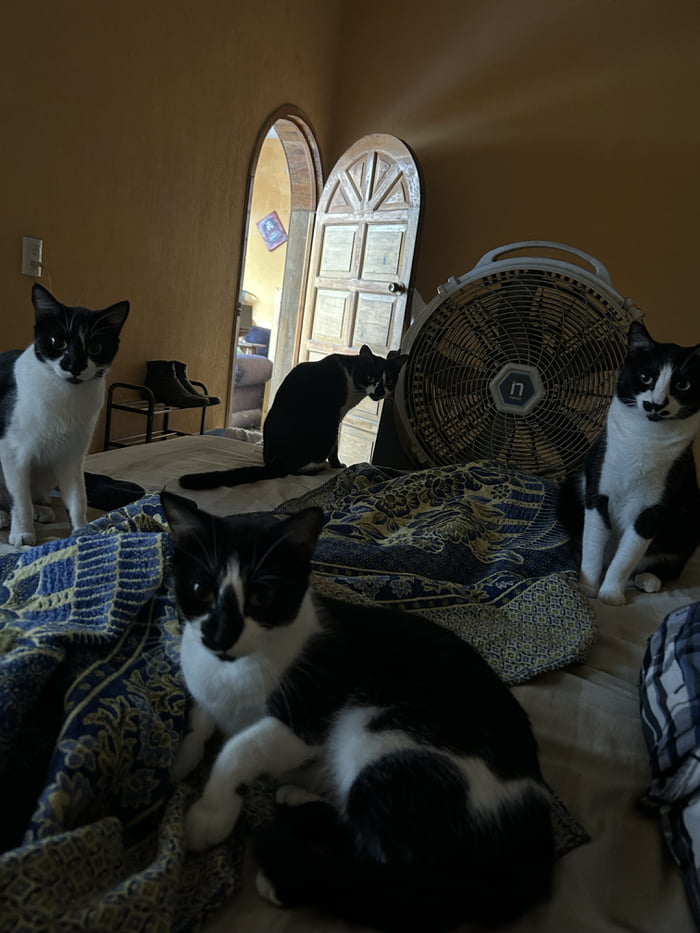 This is how I wake up every morning! (Salt, Pepper, Wanda & Thor) left ...