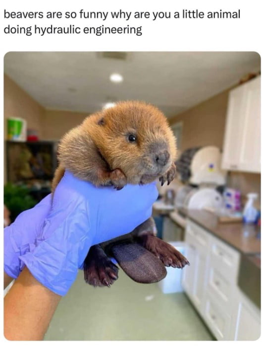 Because it's a Bobr Kurwa! - 9GAG