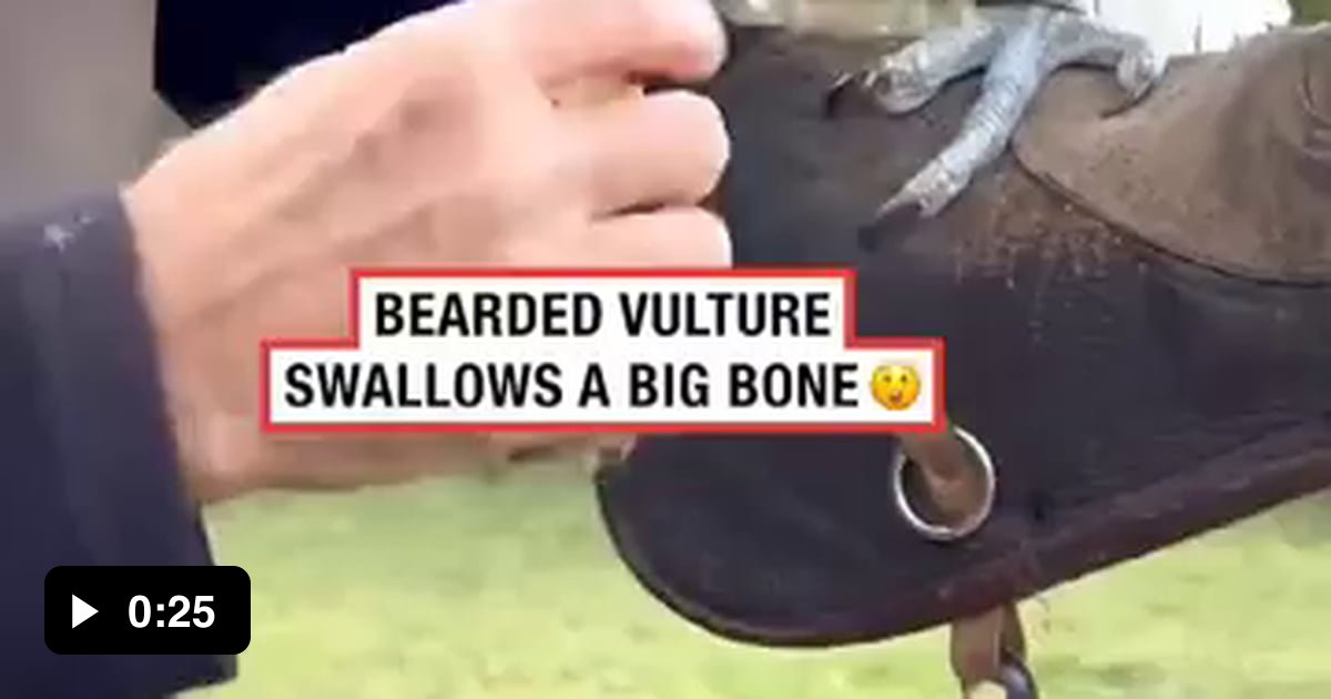 Bearded vultures eat 85–90% bones, including bone marrow, from dead ...